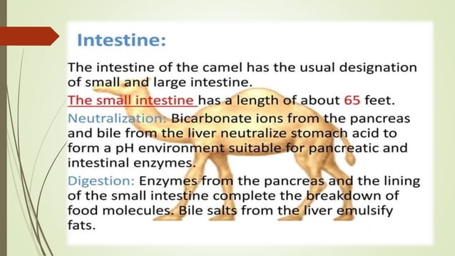 Camel’s digestive anatomy and physiology..pptx