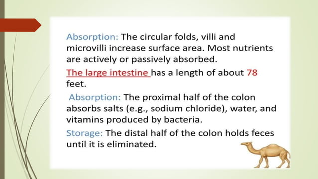 Camel’s digestive anatomy and physiology..pptx