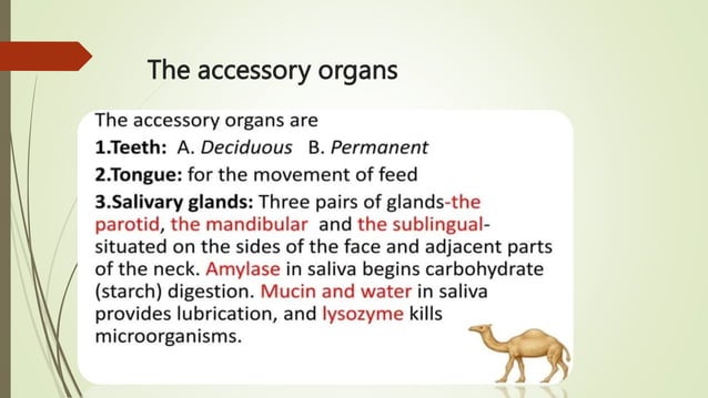 Camel’s digestive anatomy and physiology..pptx
