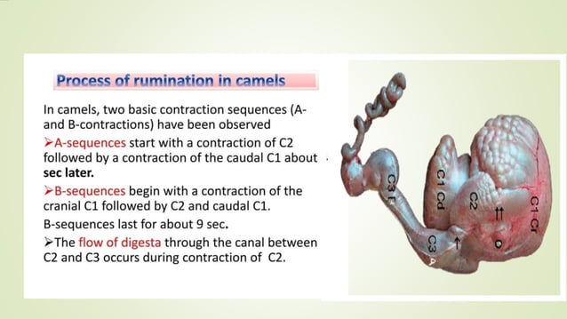 Camel’s digestive anatomy and physiology..pptx