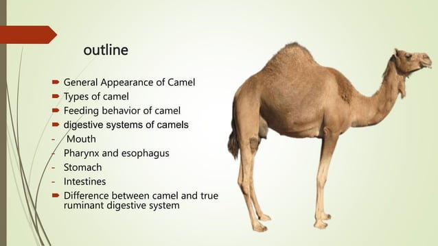 Camel’s digestive anatomy and physiology..pptx