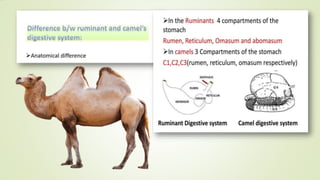 Camel’s digestive anatomy and physiology..pptx