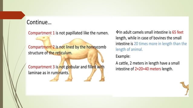 Camel’s digestive anatomy and physiology..pptx