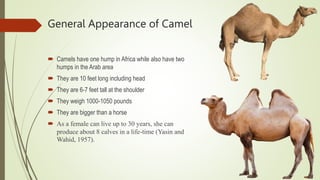 Camel’s digestive anatomy and physiology..pptx