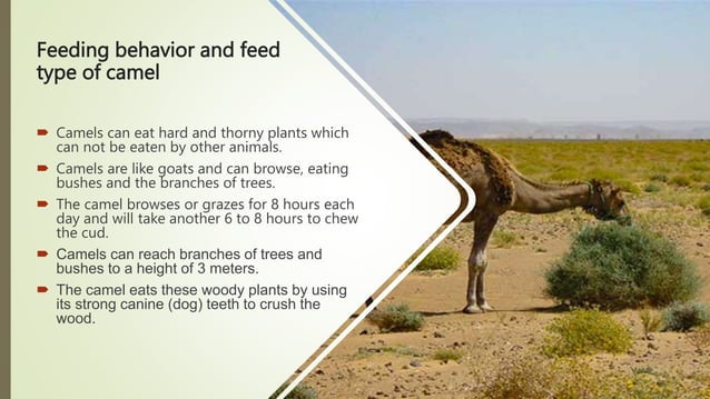 Camel’s digestive anatomy and physiology..pptx