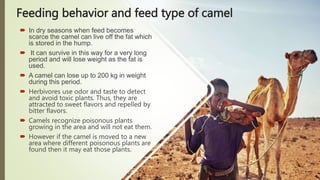 Camel’s digestive anatomy and physiology..pptx