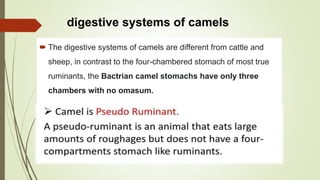 Camel’s digestive anatomy and physiology..pptx