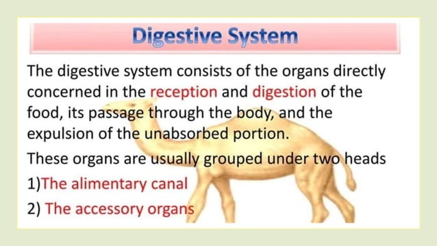 Camel’s digestive anatomy and physiology..pptx