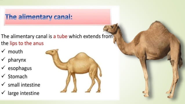 Camel’s digestive anatomy and physiology..pptx