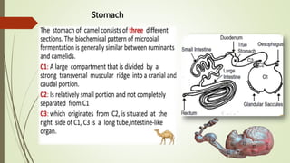Camel’s digestive anatomy and physiology..pptx