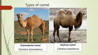 Camel Anatomy Diagram – Anatomy of the dromedary head skeleton ...