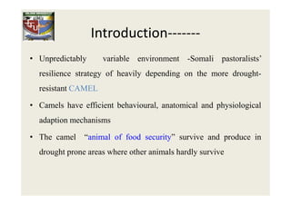 Camel sector in the somali regional state of ethiopia | PDF
