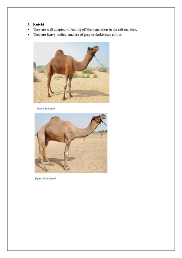 Camel word | PDF