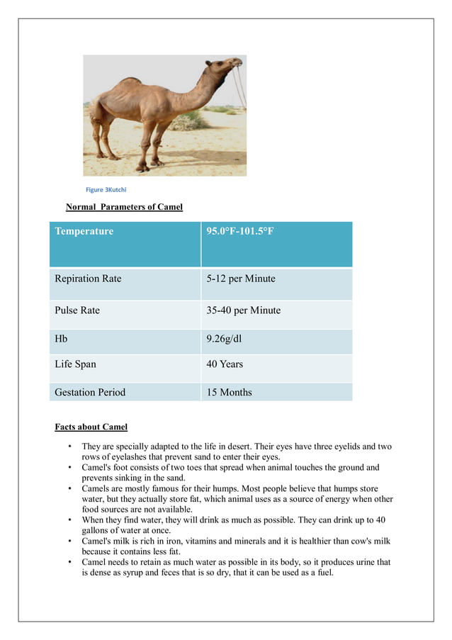 Camel word | PDF
