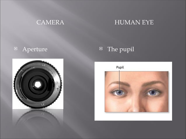 Camera and Human Eye similarities to understand the function of a camera | PPT