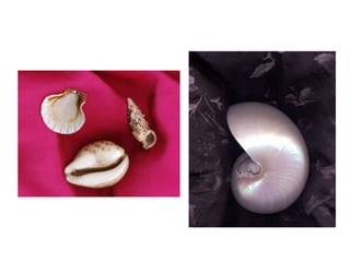 Camera vs scanner | PPTX