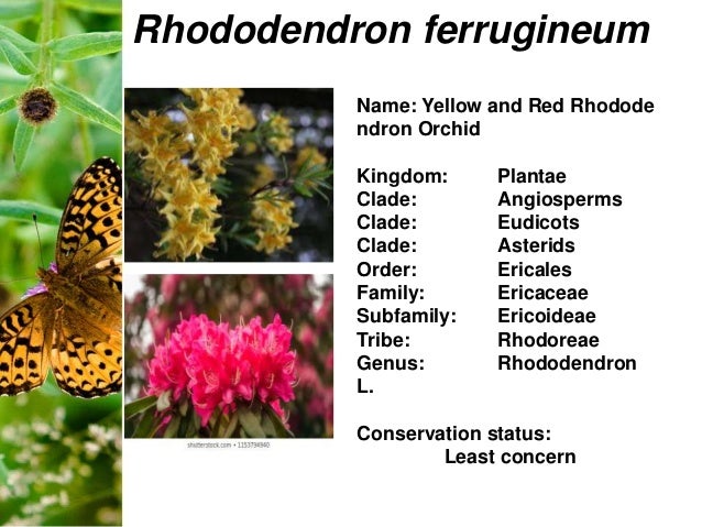 Biodiversity in Camiguin.pptx