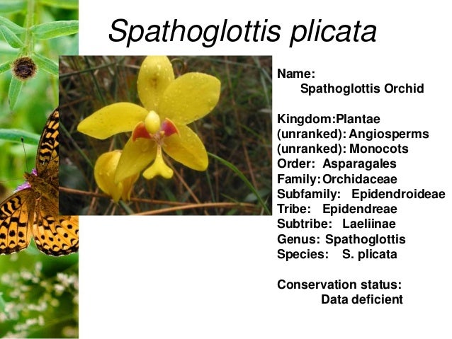 Biodiversity in Camiguin.pptx