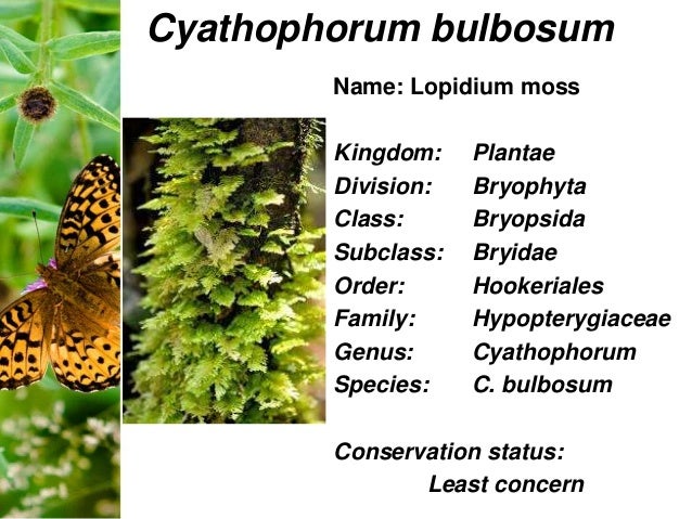 Biodiversity in Camiguin.pptx