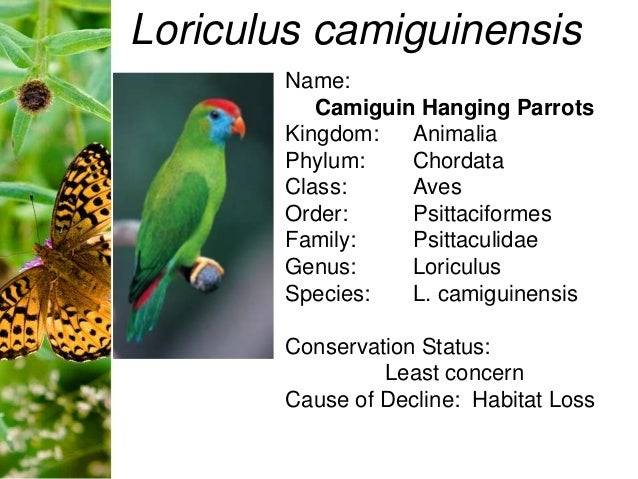 Biodiversity in Camiguin.pptx