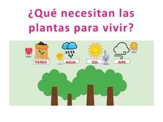 NECESIDADES DE LAS PLANTAS PRIMERO BASICO.pptx