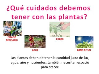 NECESIDADES DE LAS PLANTAS PRIMERO BASICO.pptx