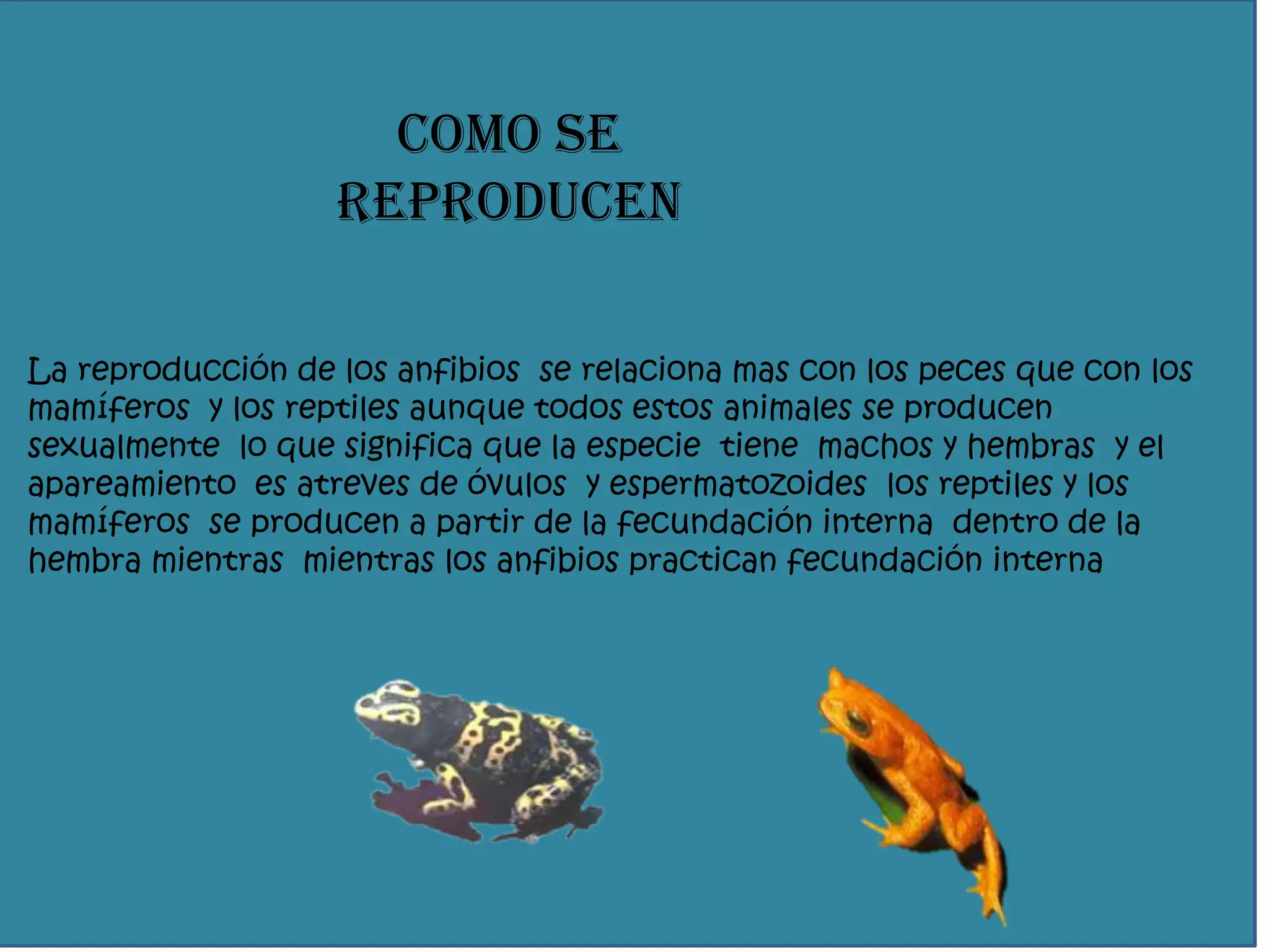 Camila reyes anfibios 8c | PPTX
