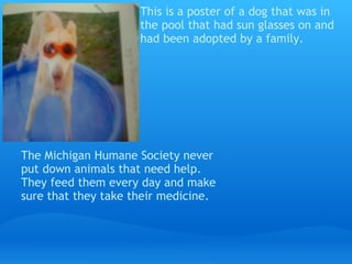Humane Society-Example | PPT