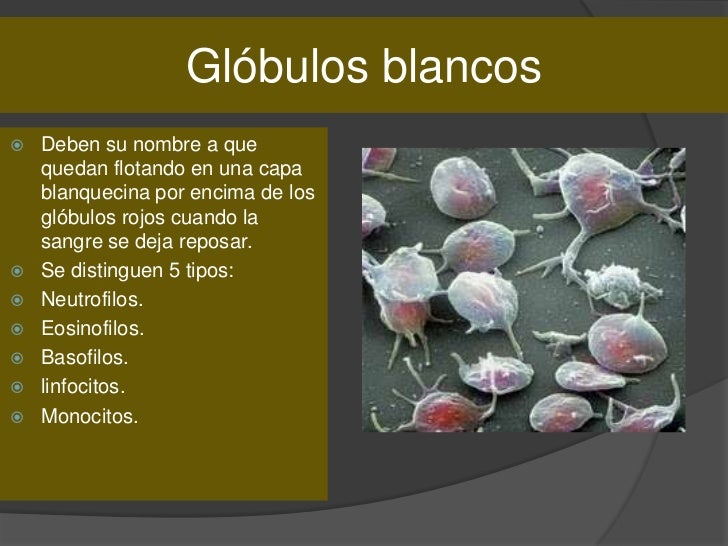 globulos blancos