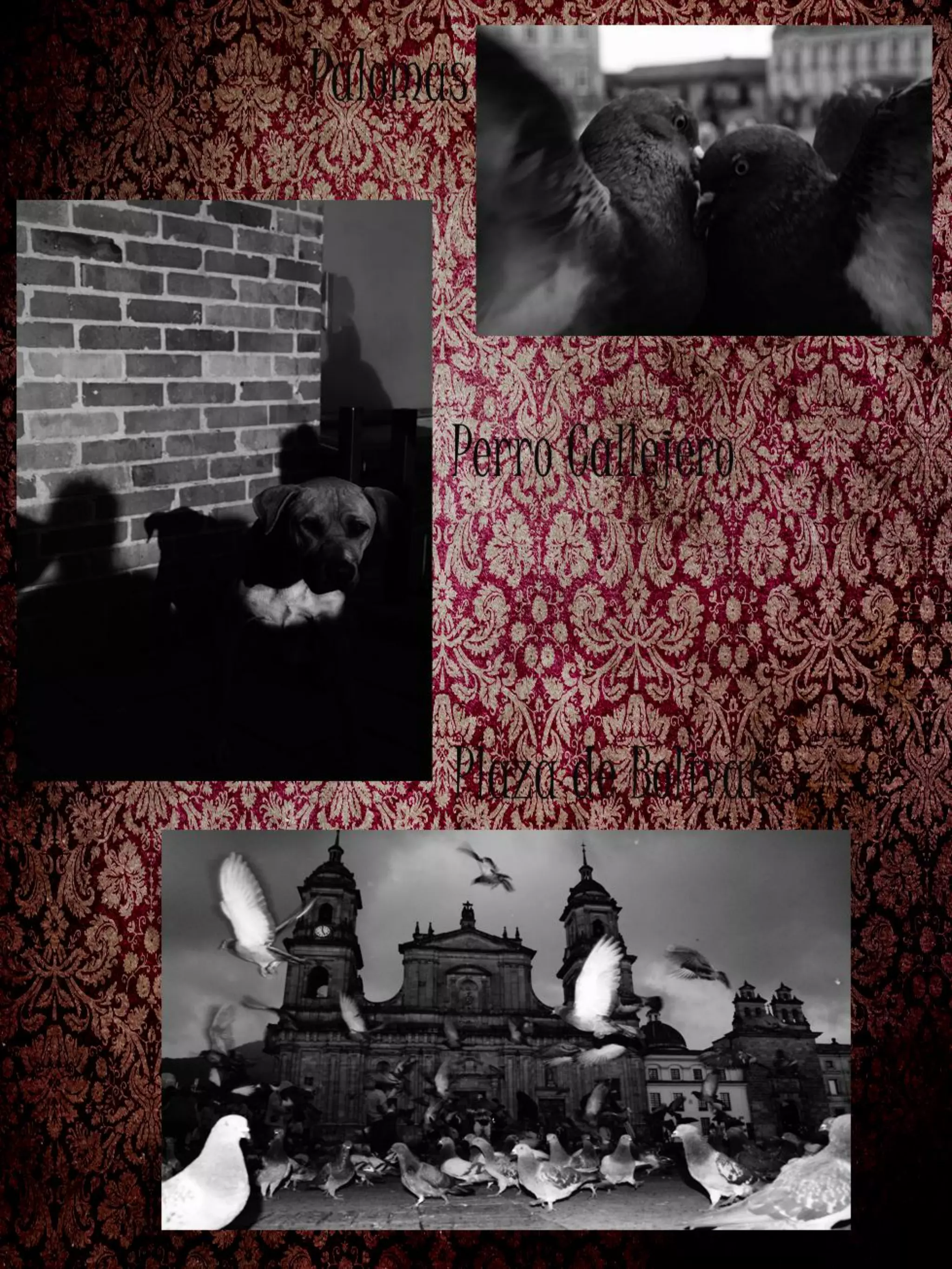 Camilo ruiz book fotografico | PDF