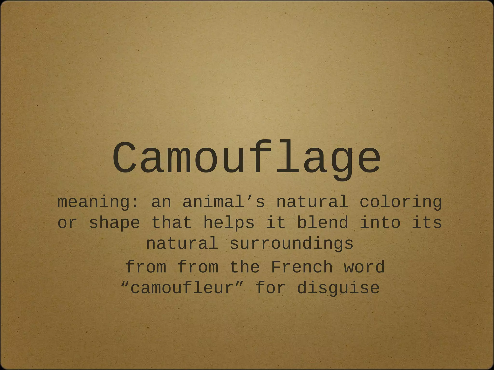 Animal Camouflage | PPT
