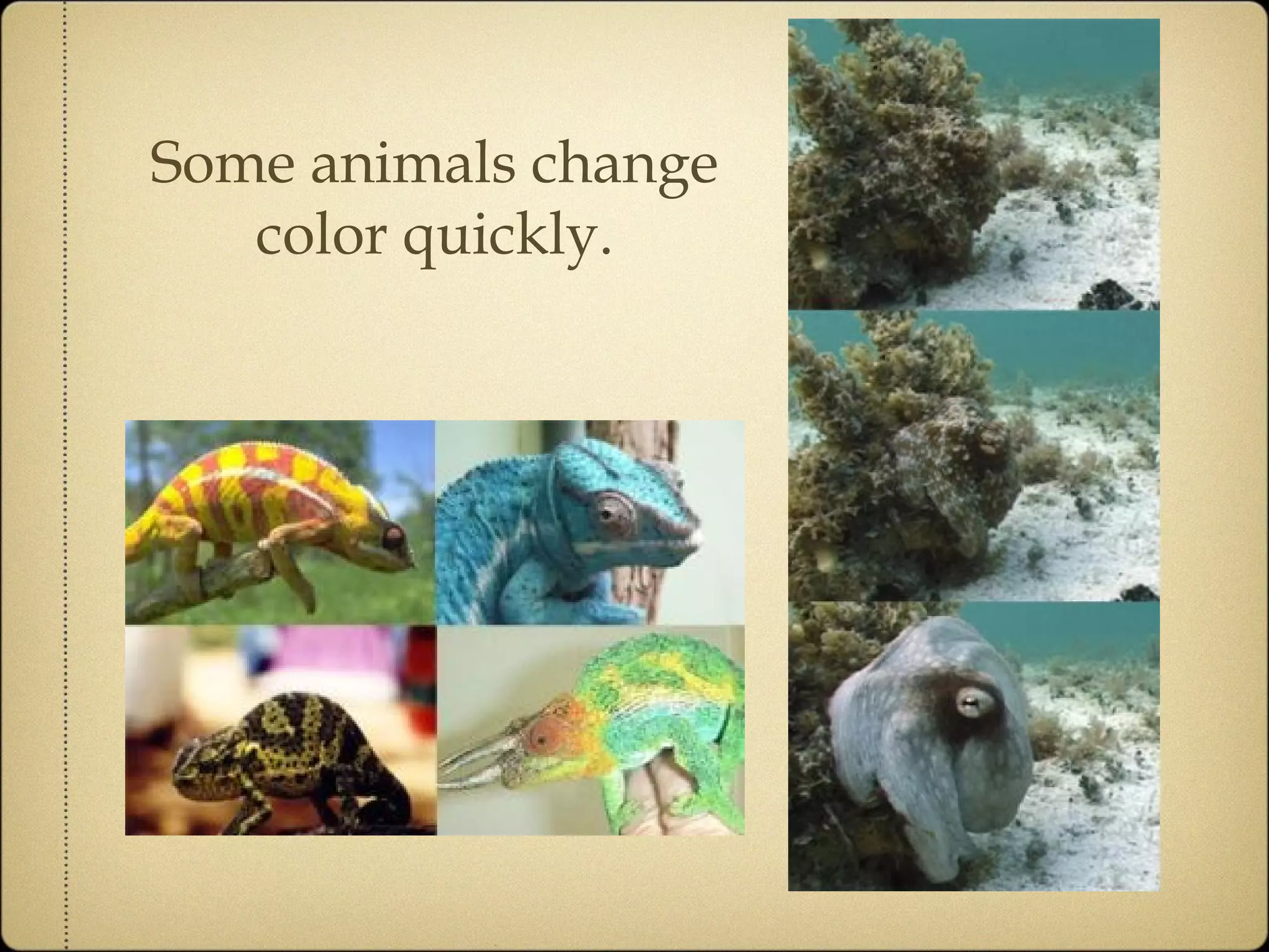 Animal Camouflage | PPT