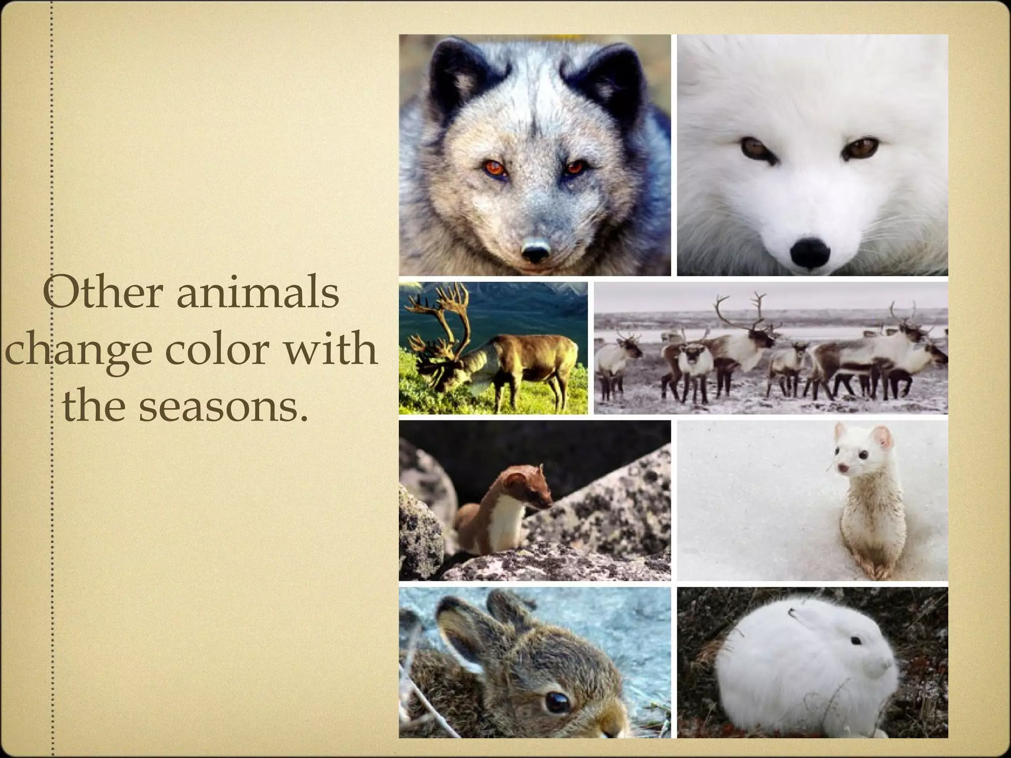 Animal Camouflage | PPT