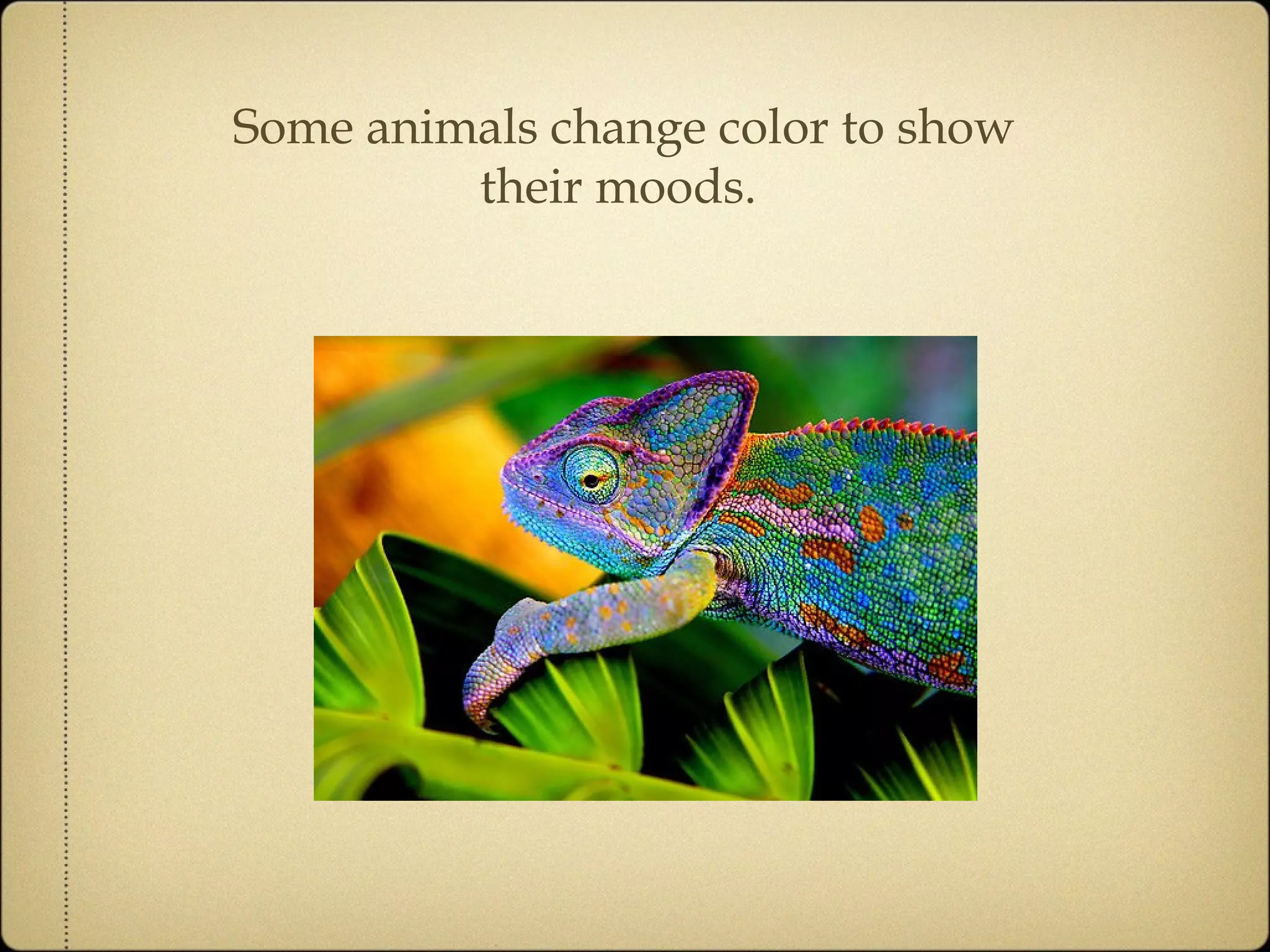 Animal Camouflage | PPT