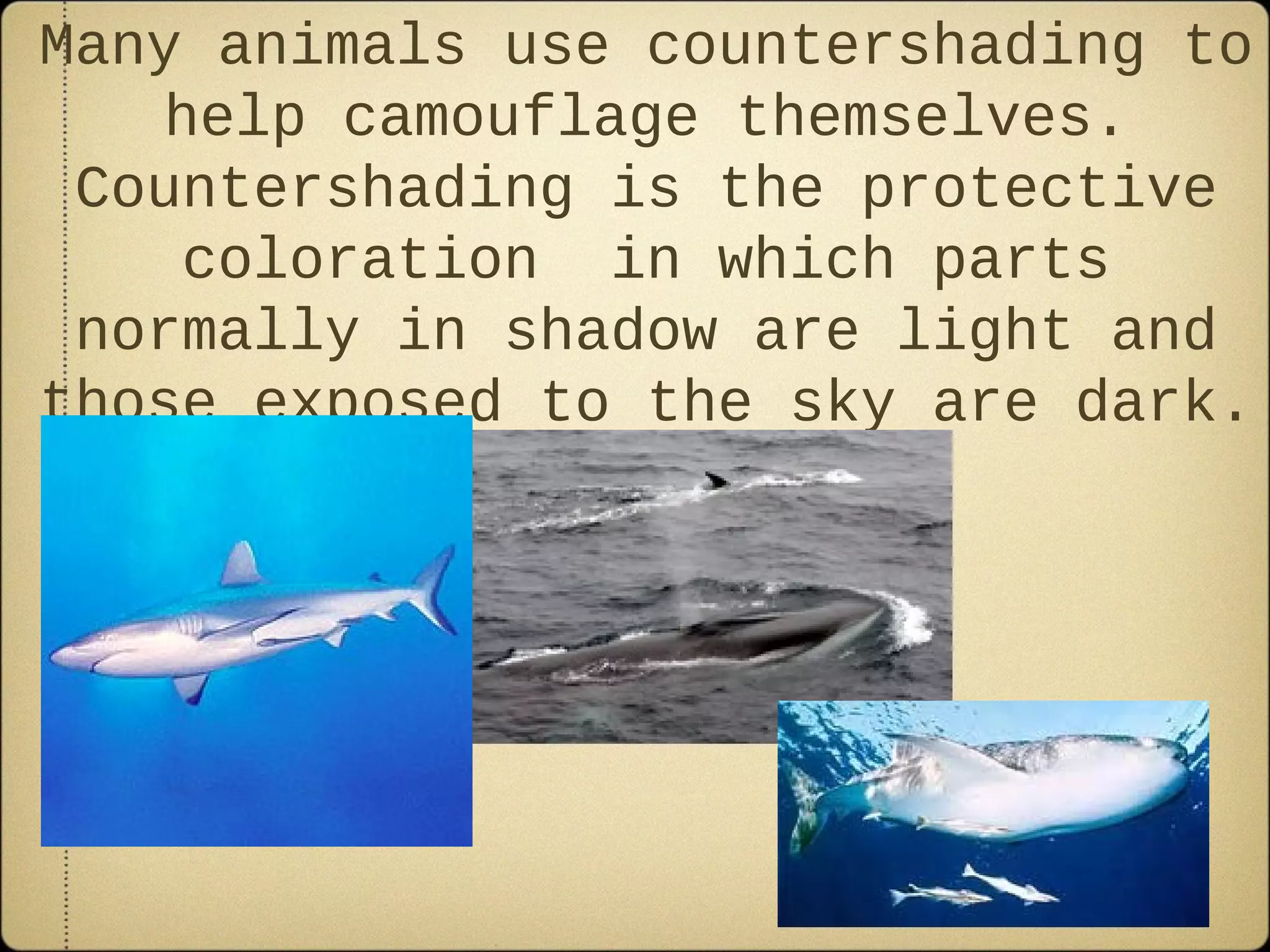 Animal Camouflage | PPT