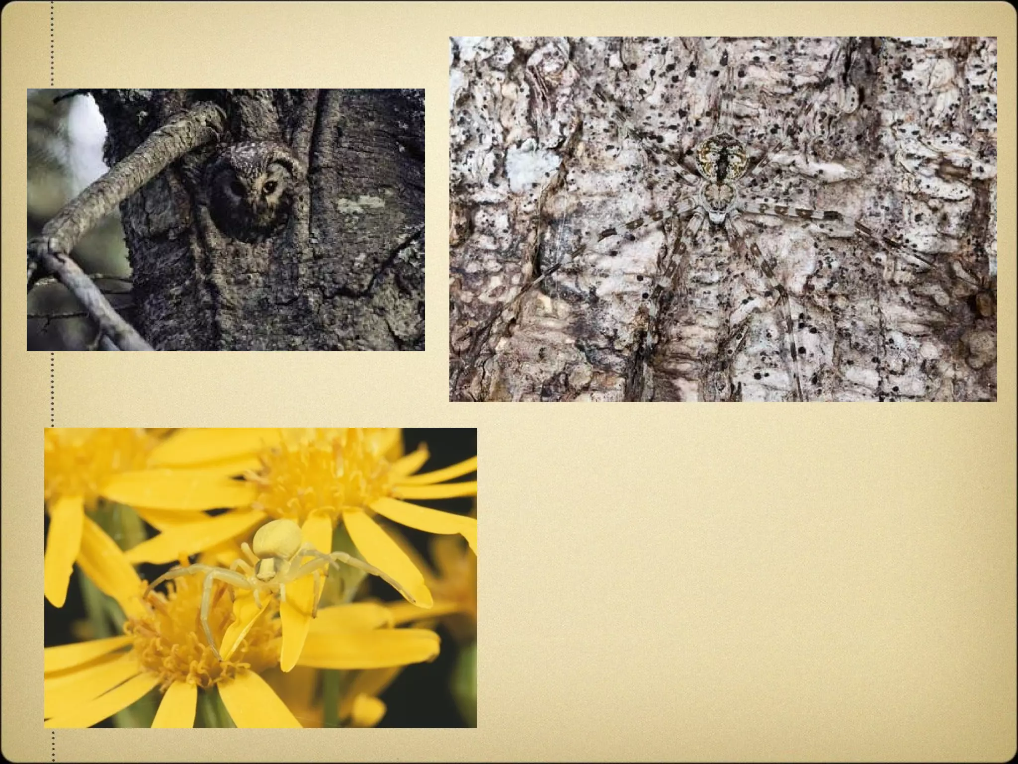 Animal Camouflage | PPT