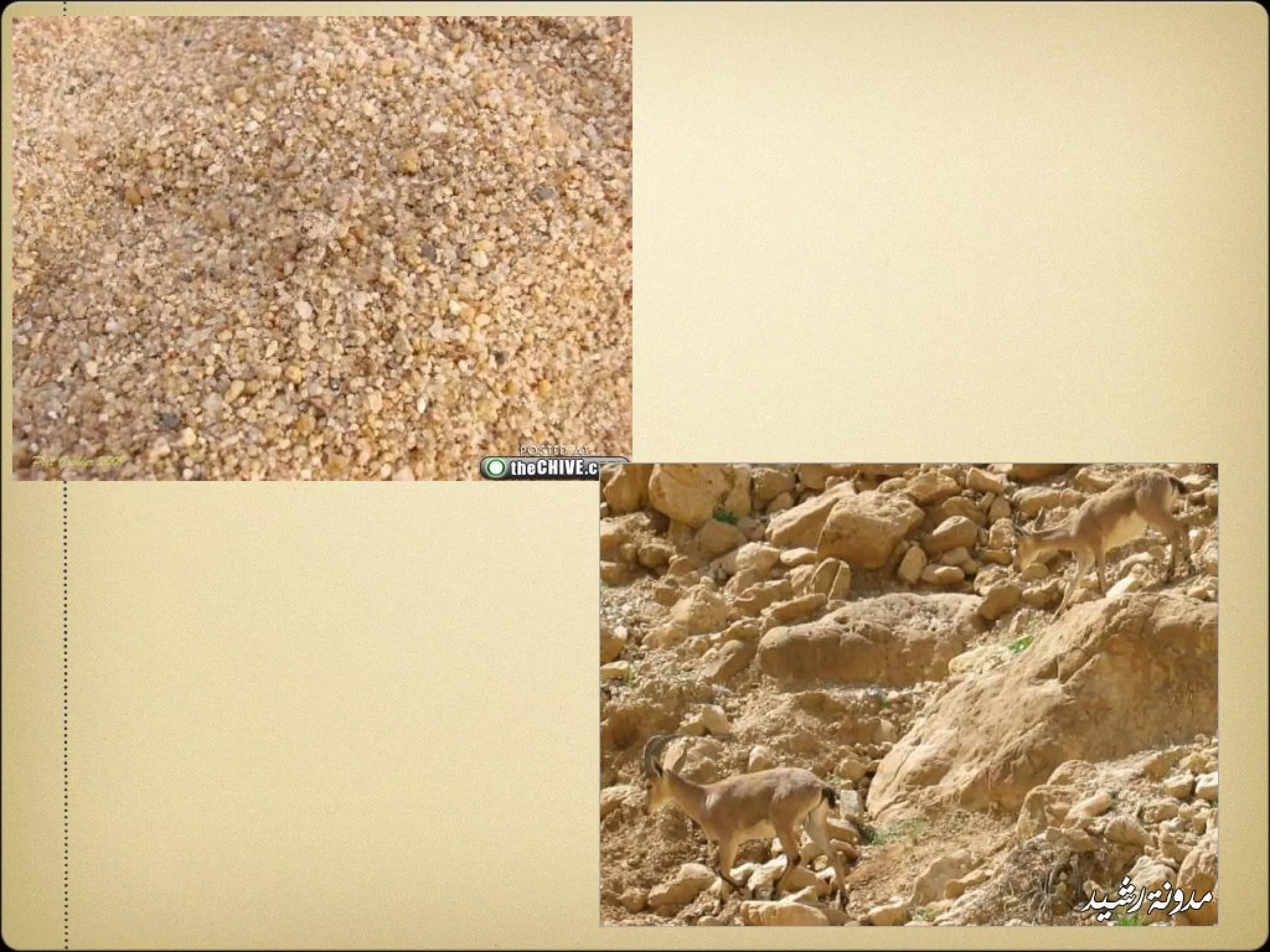 Animal Camouflage | PPT