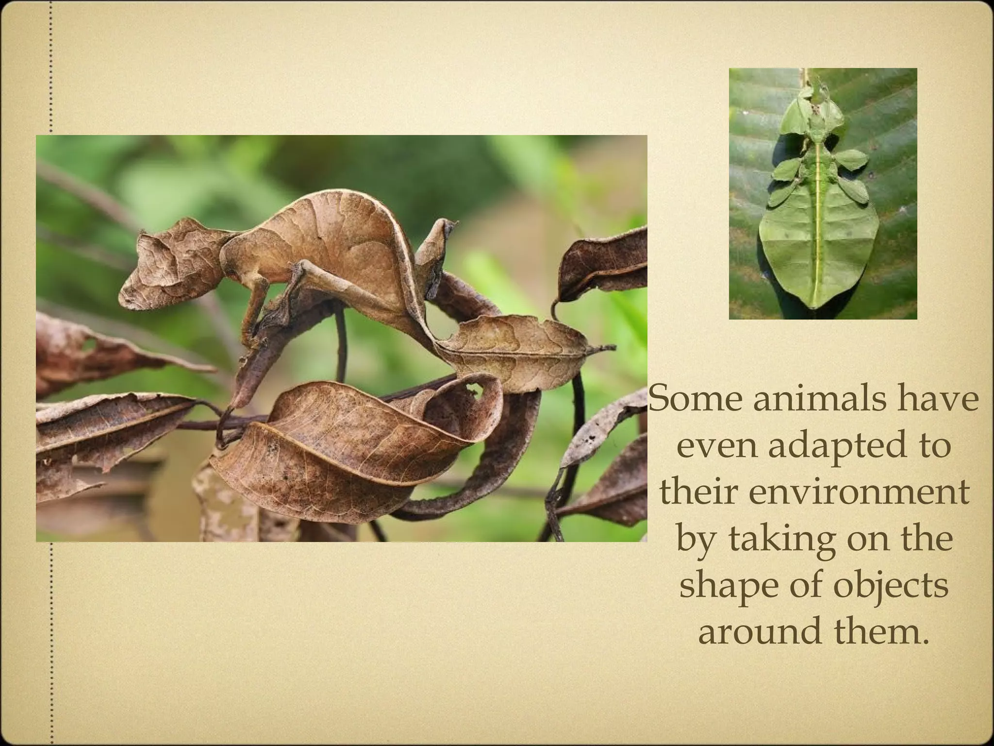 Animal Camouflage | PPT