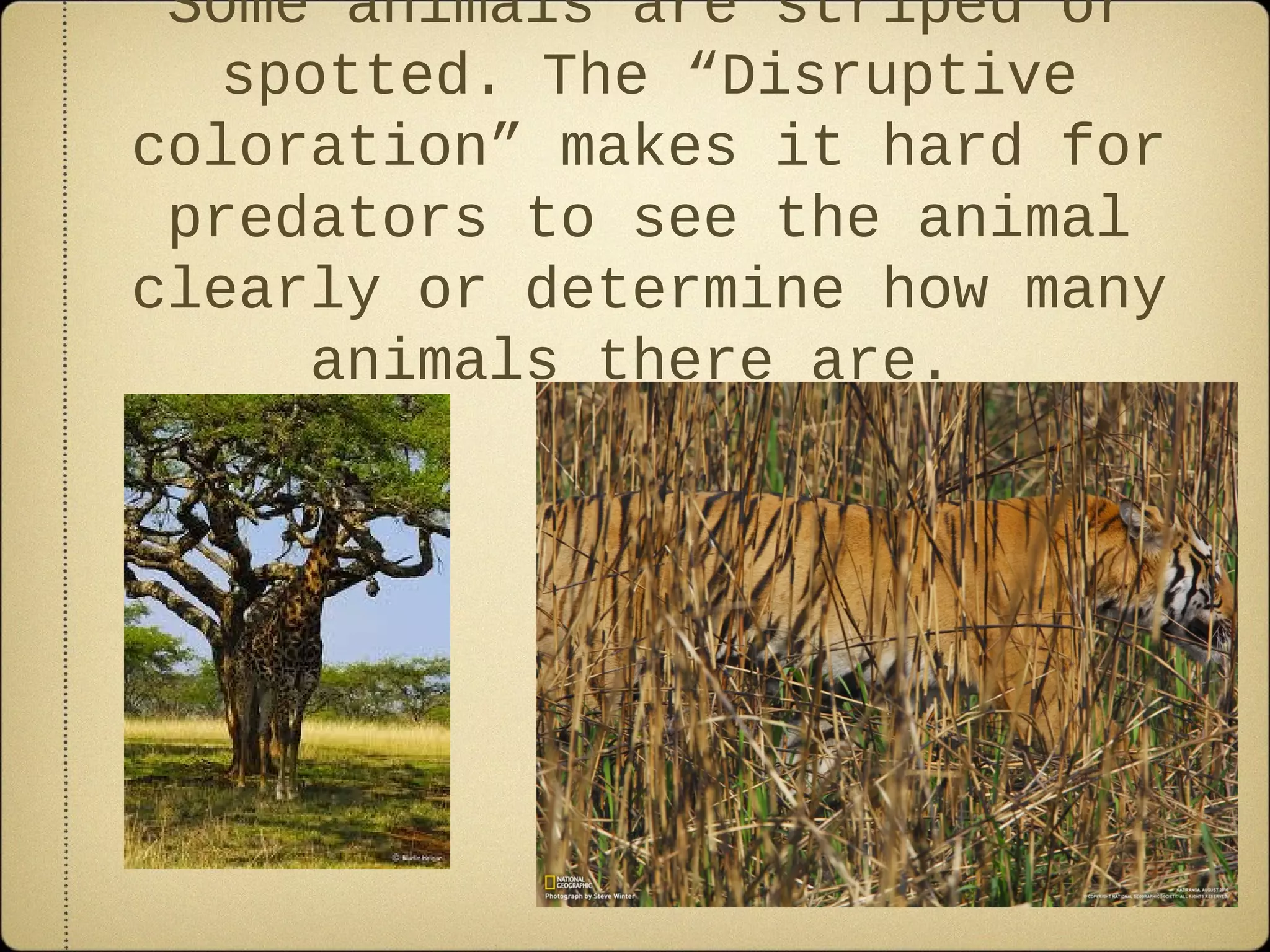Animal Camouflage | PPT