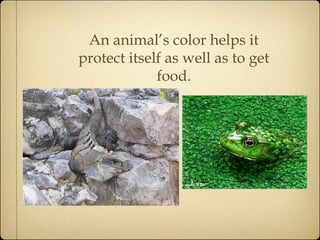 Animal Camouflage | PPT