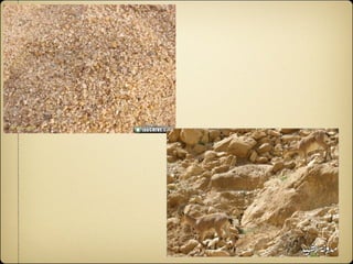 Animal Camouflage | PPT