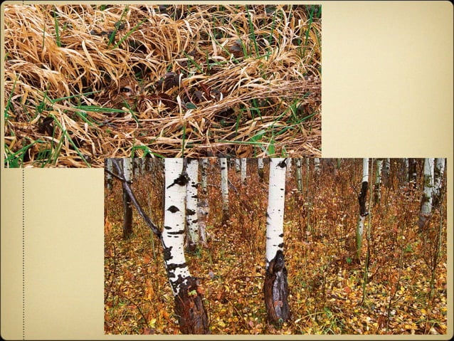 Animal Camouflage | PPT