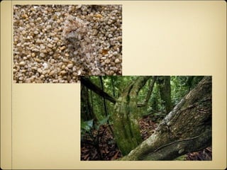 Animal Camouflage | PPT