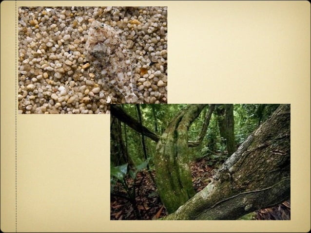 Animal Camouflage | PPT