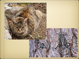 Animal Camouflage | PPT