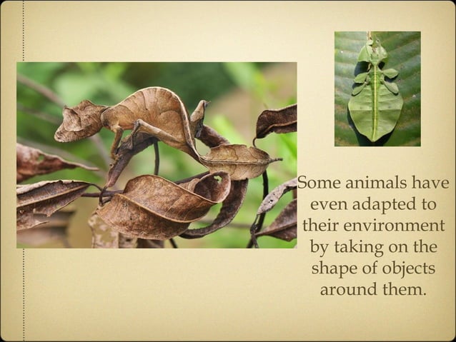 Animal Camouflage | PPT