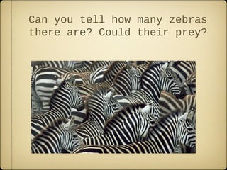 Animal Camouflage | PPT