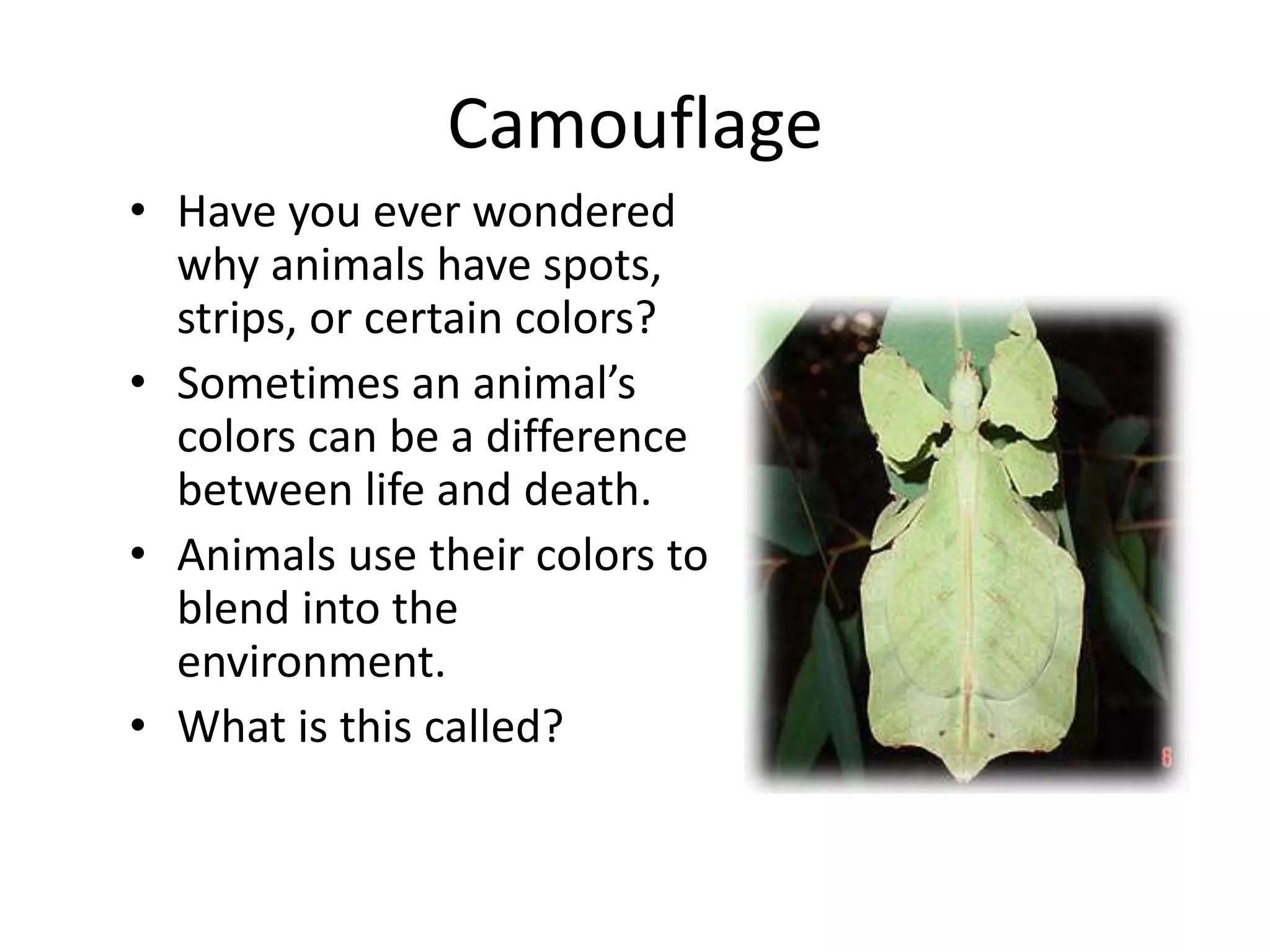 Camouflage and Mimicry | PPTX