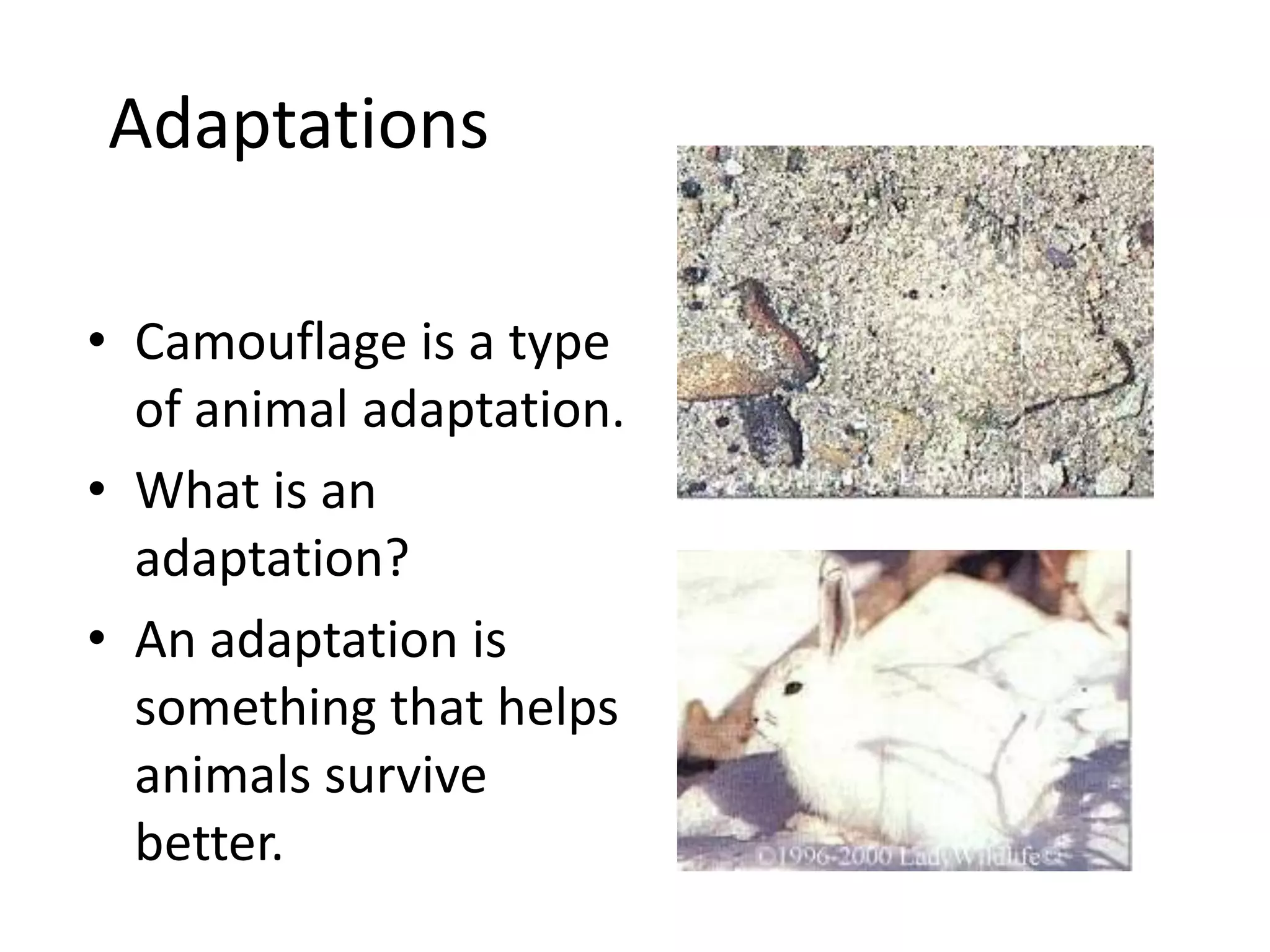 Camouflage and Mimicry | PPTX
