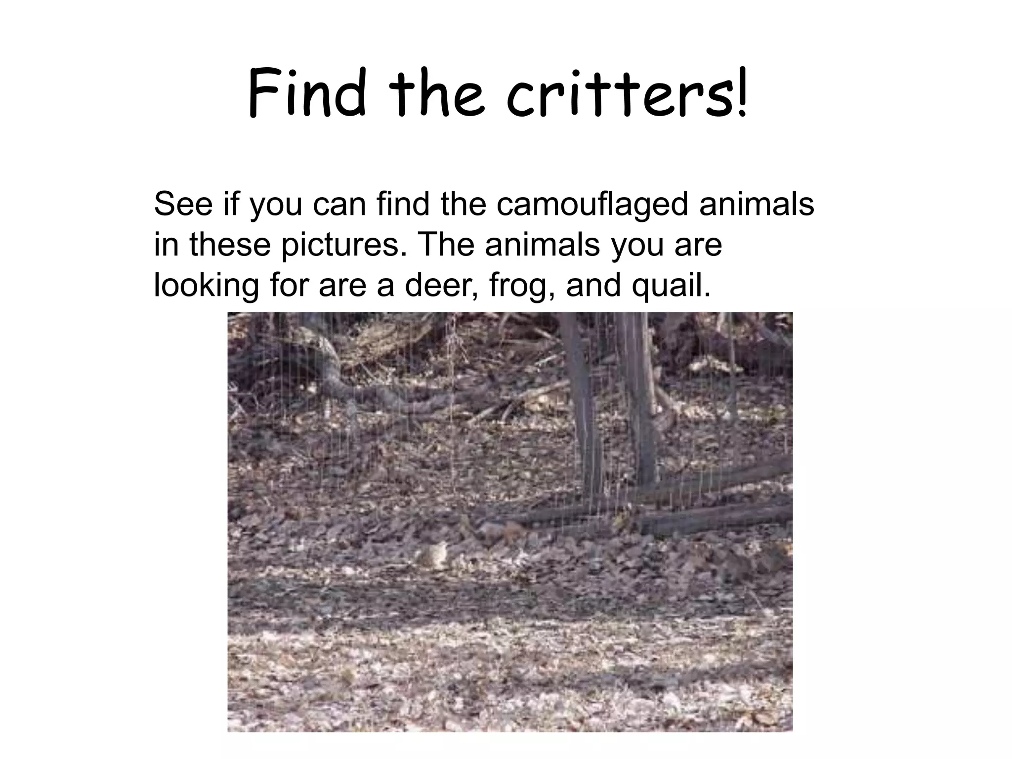 Camouflage and Mimicry | PPTX